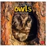 Ημερολόγιο Τοίχου Legami 2025 Outstanding Owl 30x29 cm | Public