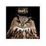 Ημερολόγιο Legami 2022 12M Μηνιαίο Large 30x29 cm Owls | Public